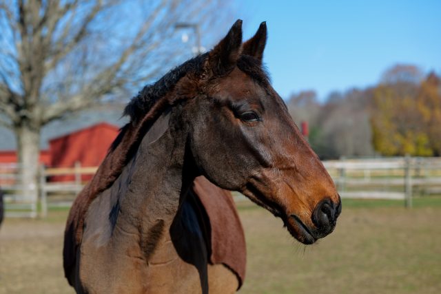 Retiring Horses - High Hopes Therapeutic Riding